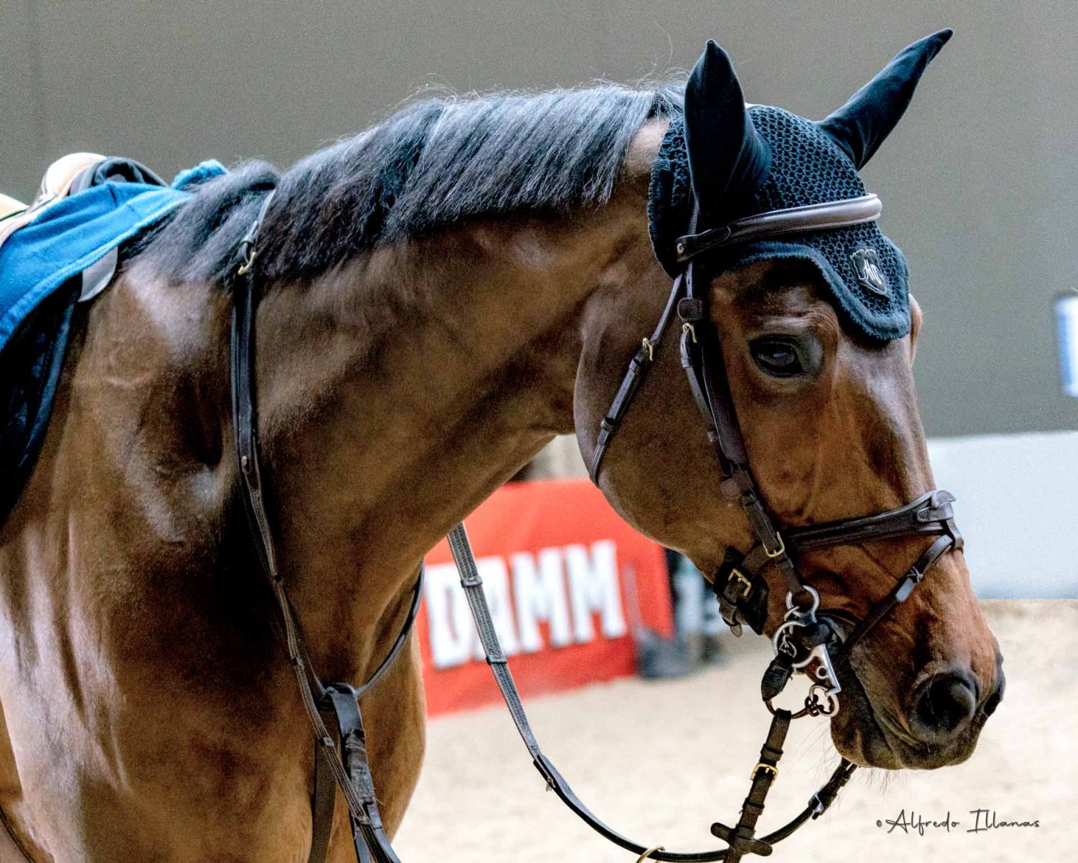 Caballo español pura raza - Todo Sobre Caballos